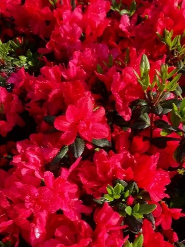 Azalia japońska "Maruschka"